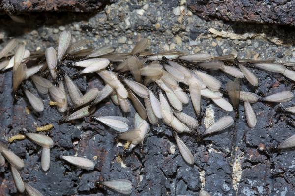 Termite Experts Explain How To Stay Safe This Formosan Termite Swarming ...